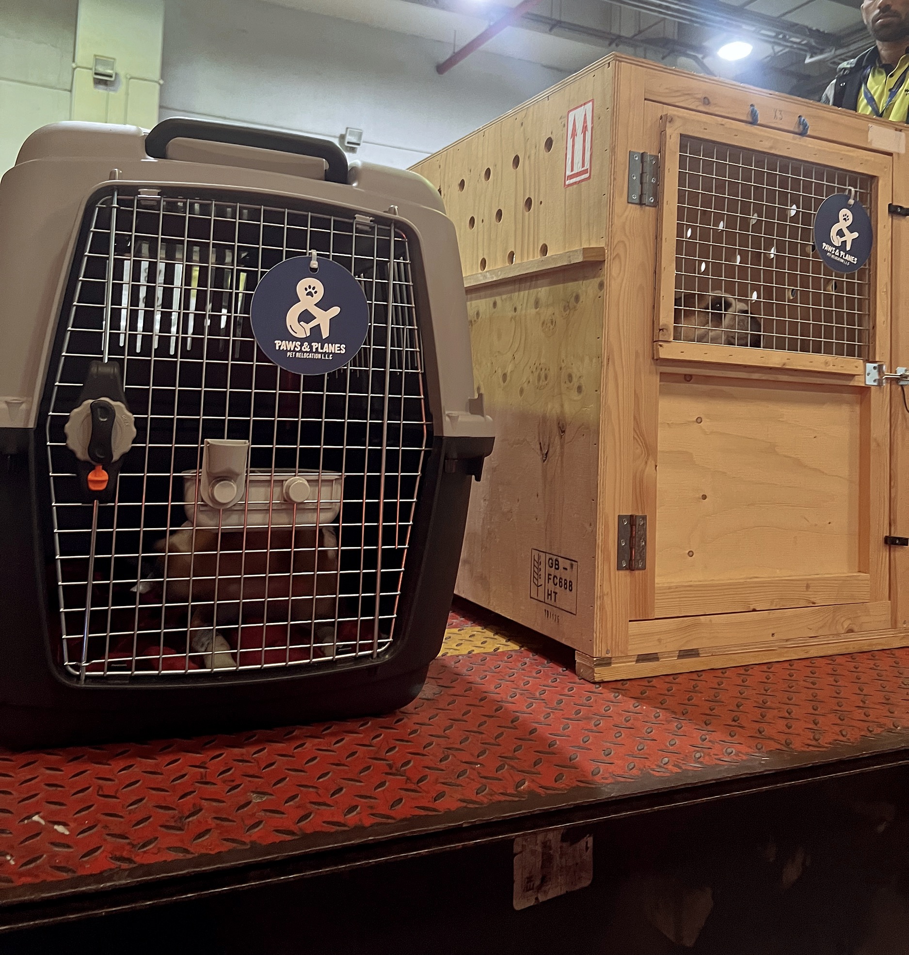 5 airlines that allow your pet to fly in cabin from Dubai - PAWS & Planes